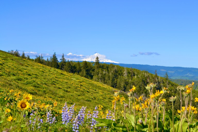 Oregon Wildflowers: The Best Wildflower Hikes | Oregon Tails